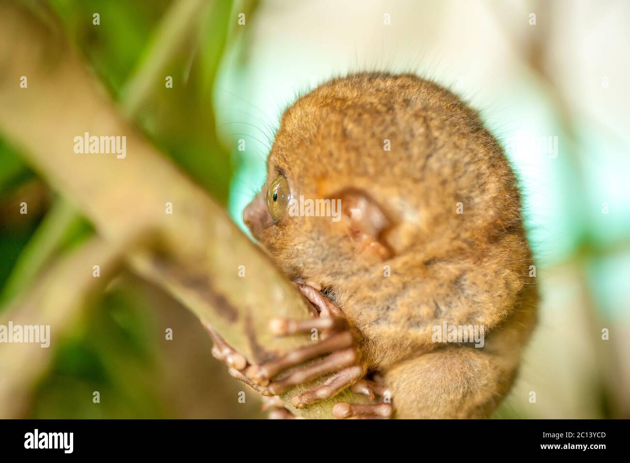 Tarsier monkey in natural environment Stock Photo - Alamy