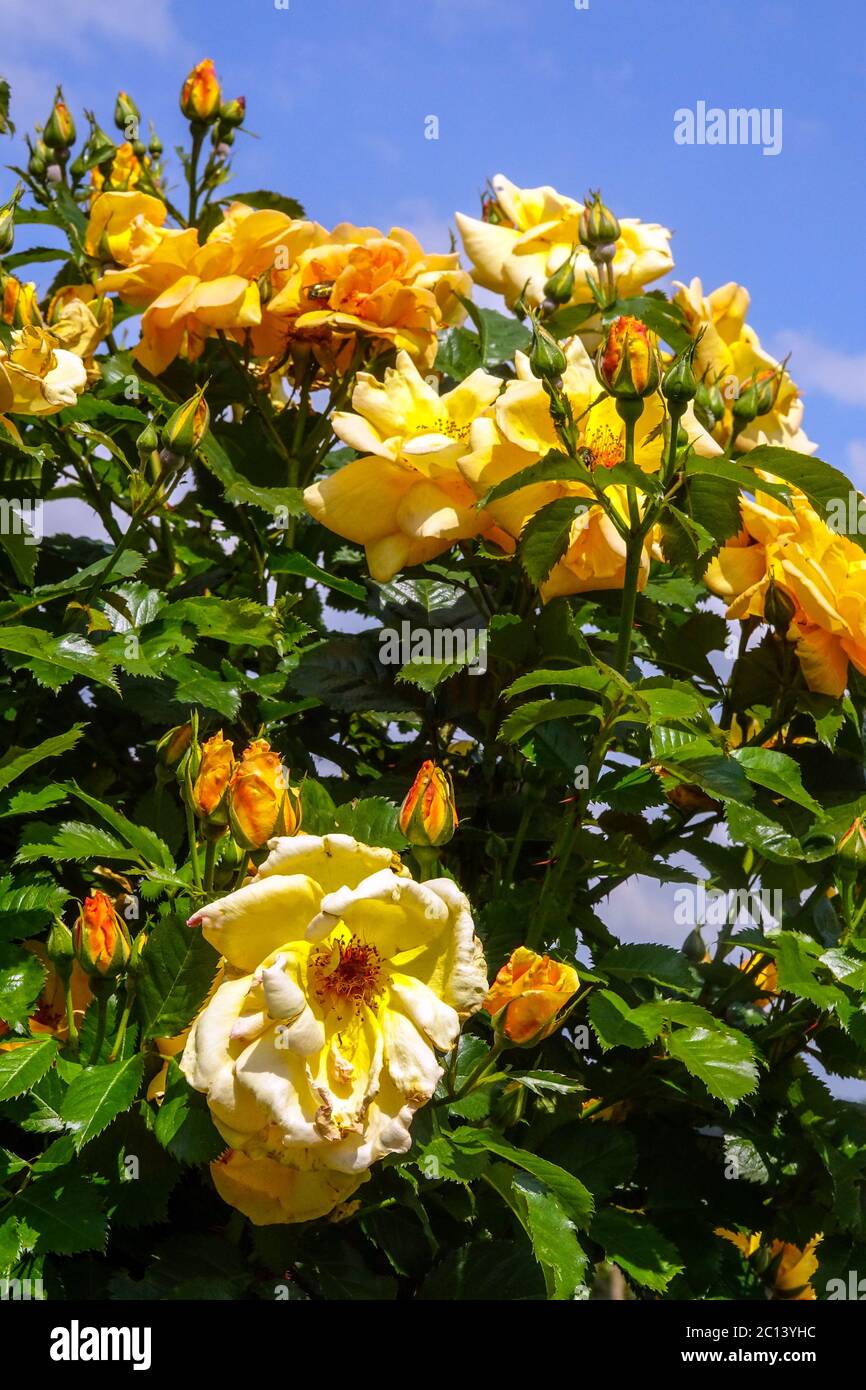 Climbing Yellow Rose Bush
