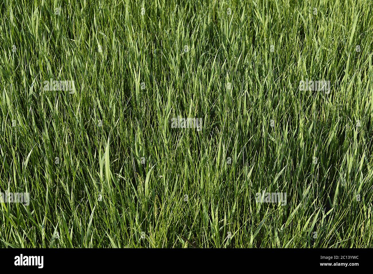 Fresh grass texture hi-res stock photography and images - Alamy