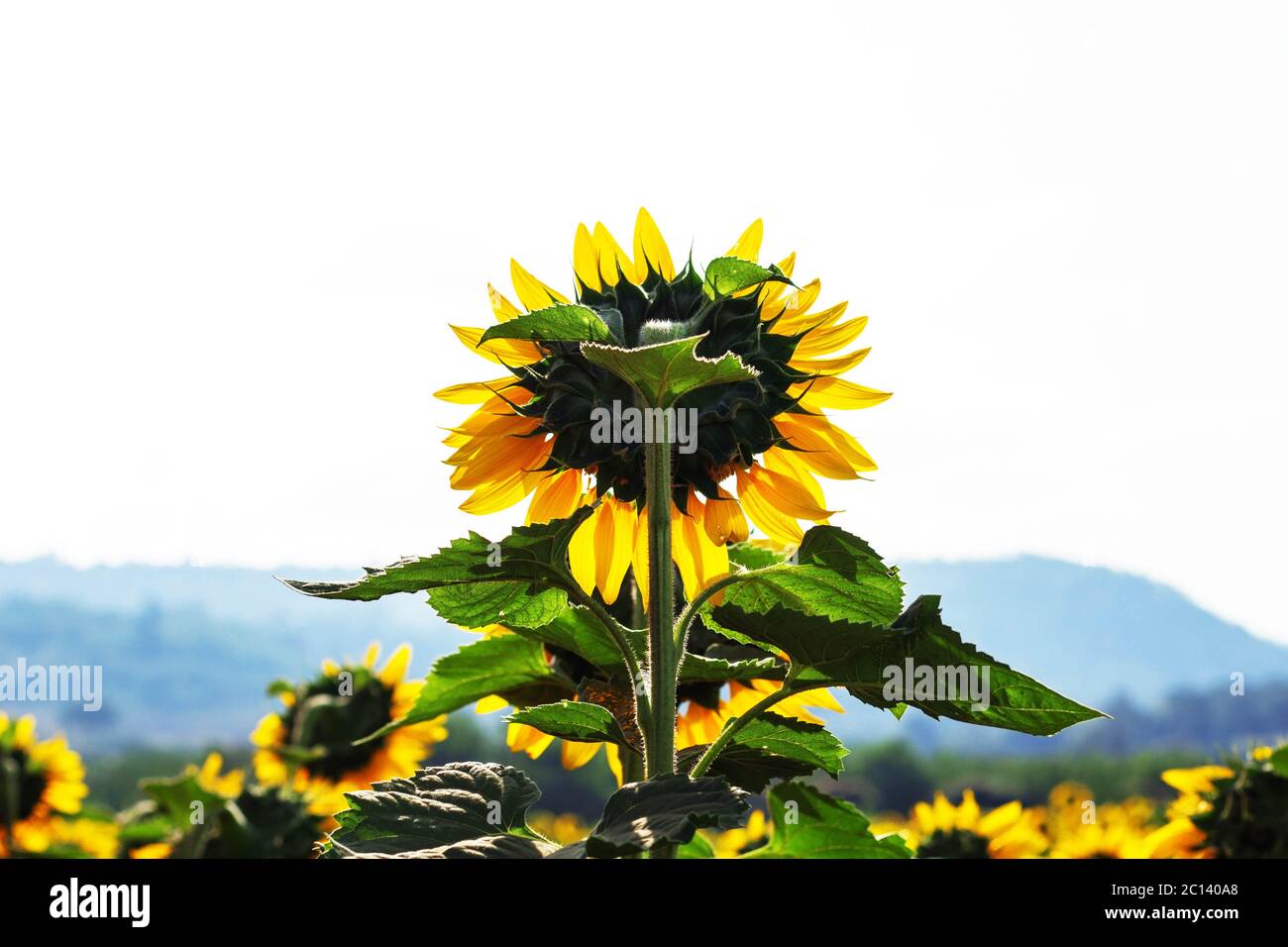 The back of sunflower with sky Stock Photo - Alamy