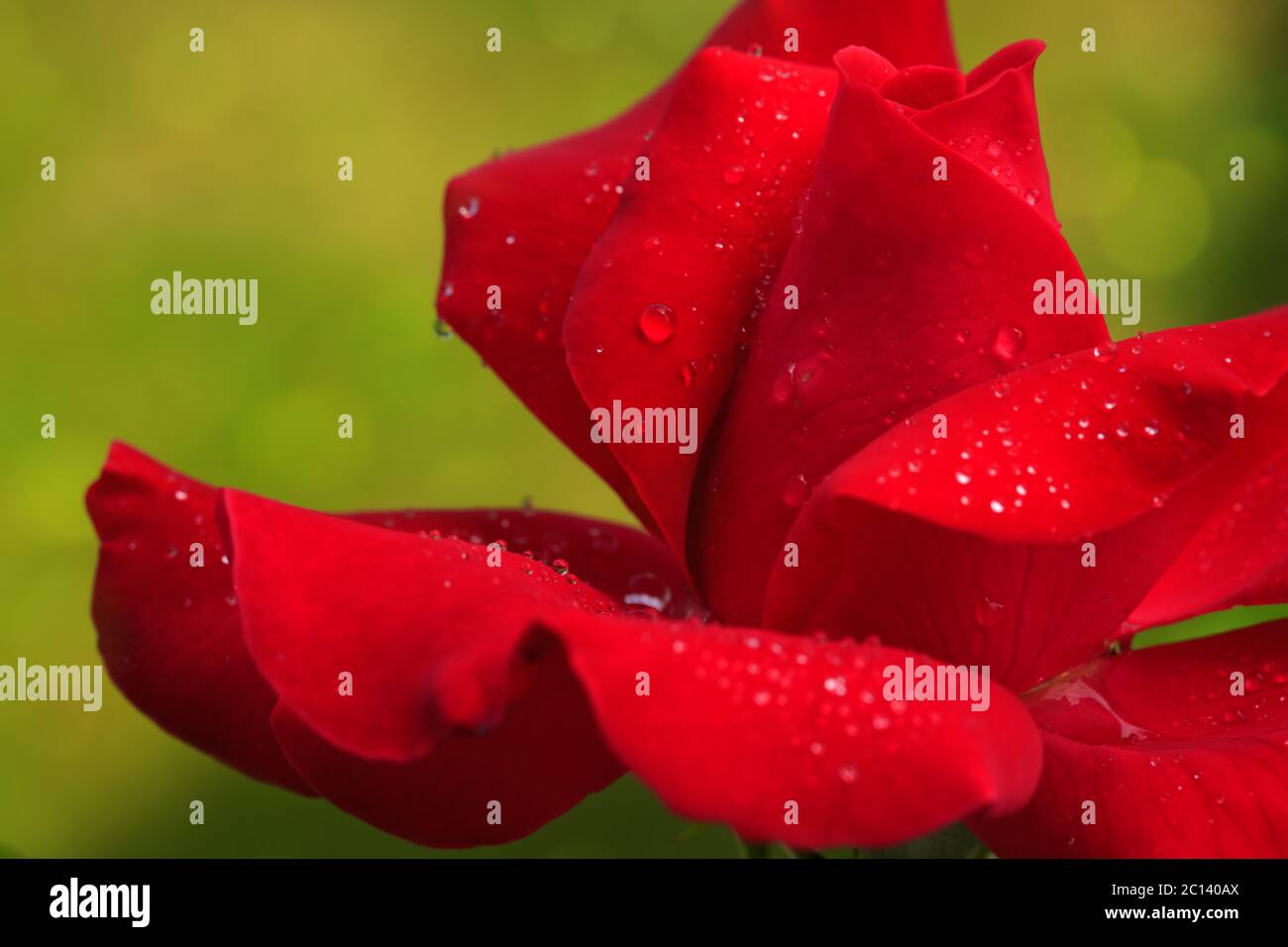 Macro rose leaf hi-res stock photography and images - Alamy
