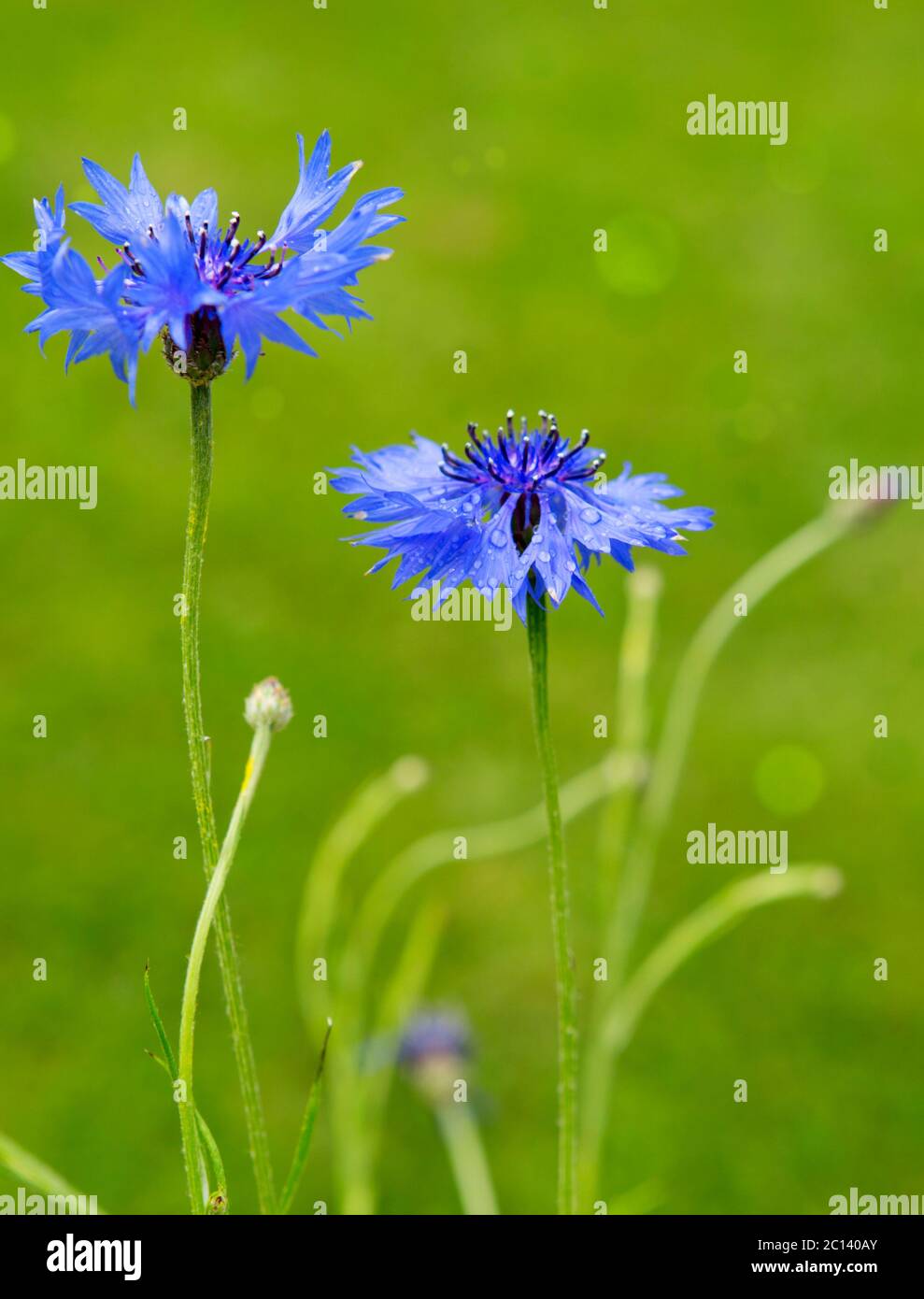 Beauty blue cornflower hi-res stock photography and images - Alamy
