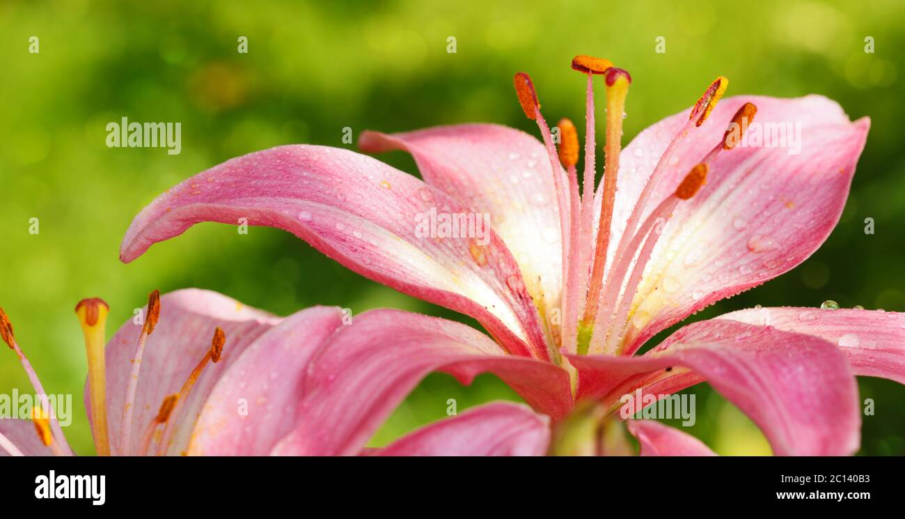 Pink Lilies flower closeup Stock Photo - Alamy