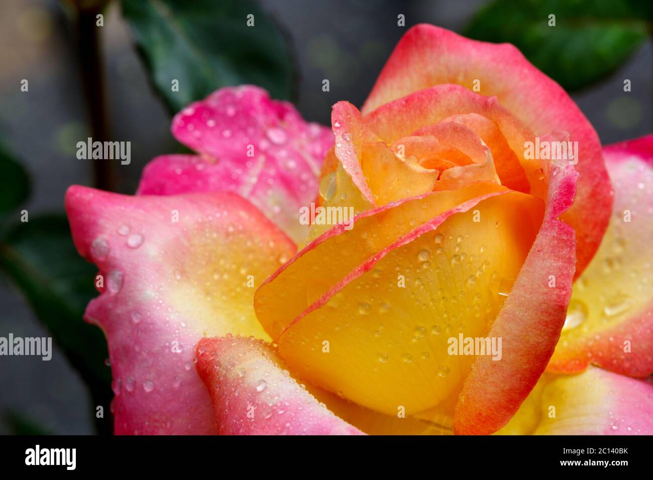 Macro rose shot hi-res stock photography and images - Alamy