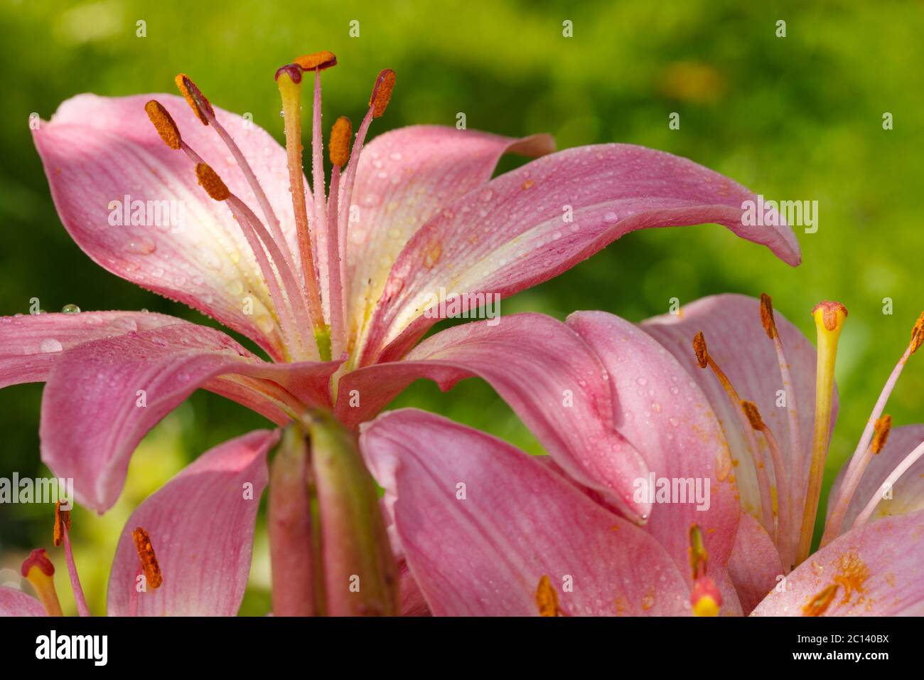 Closeup Of Lilies High Resolution Stock Photography and Images - Alamy