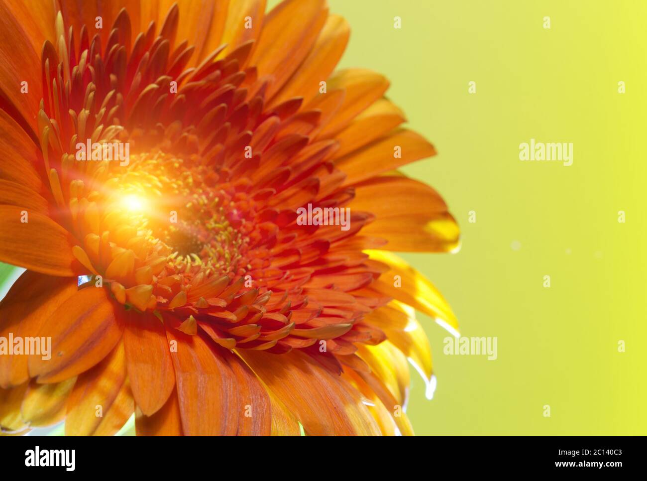 Orange transvaal daisy hi-res stock photography and images - Alamy