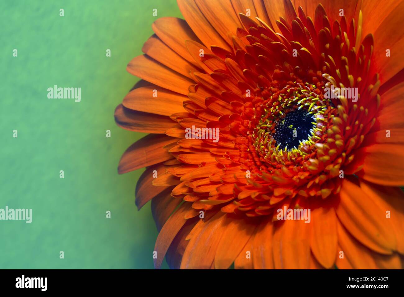 Red Transvaal daisy flower Stock Photo - Alamy