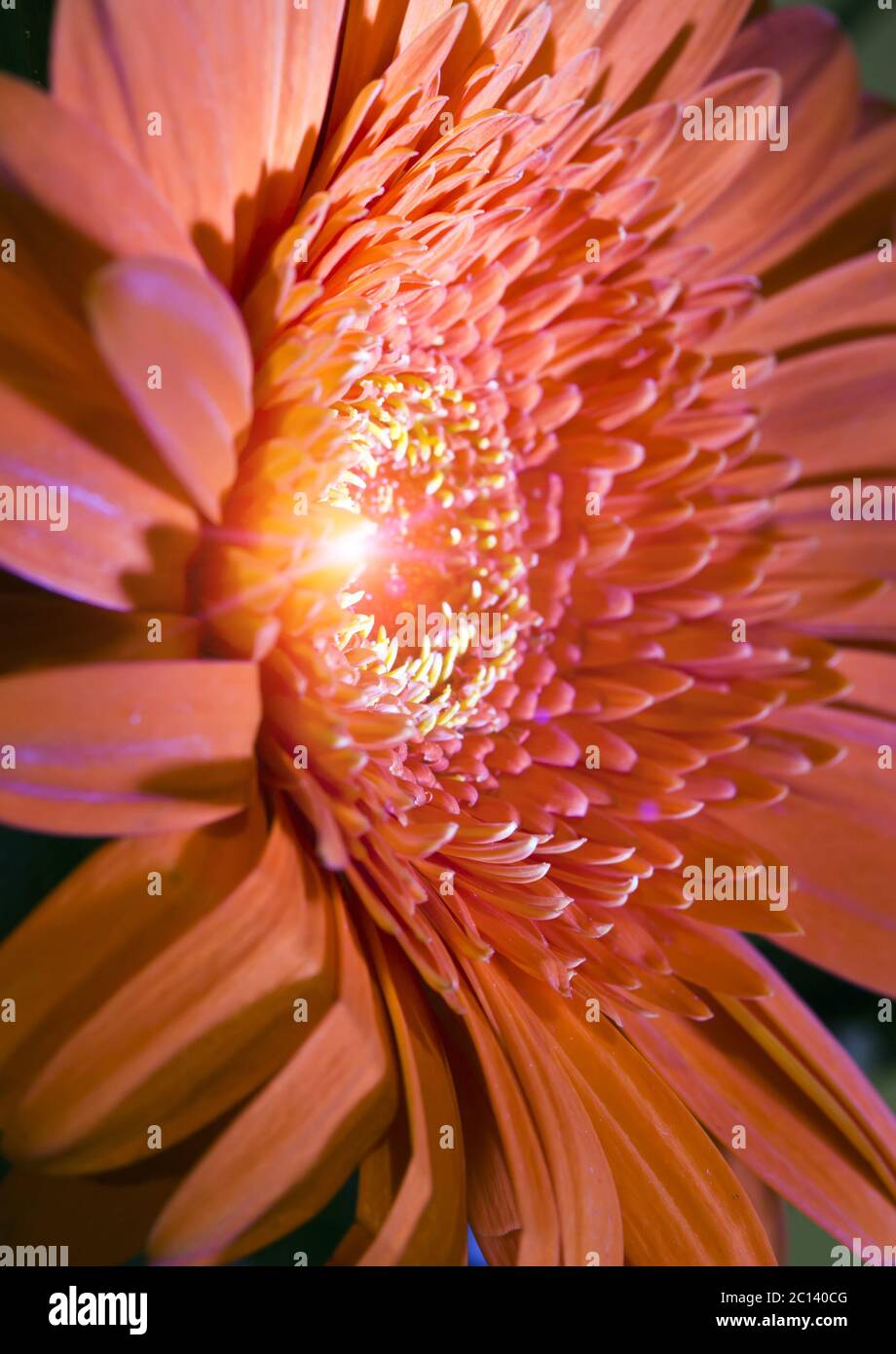 Red Transvaal daisy flower Stock Photo - Alamy