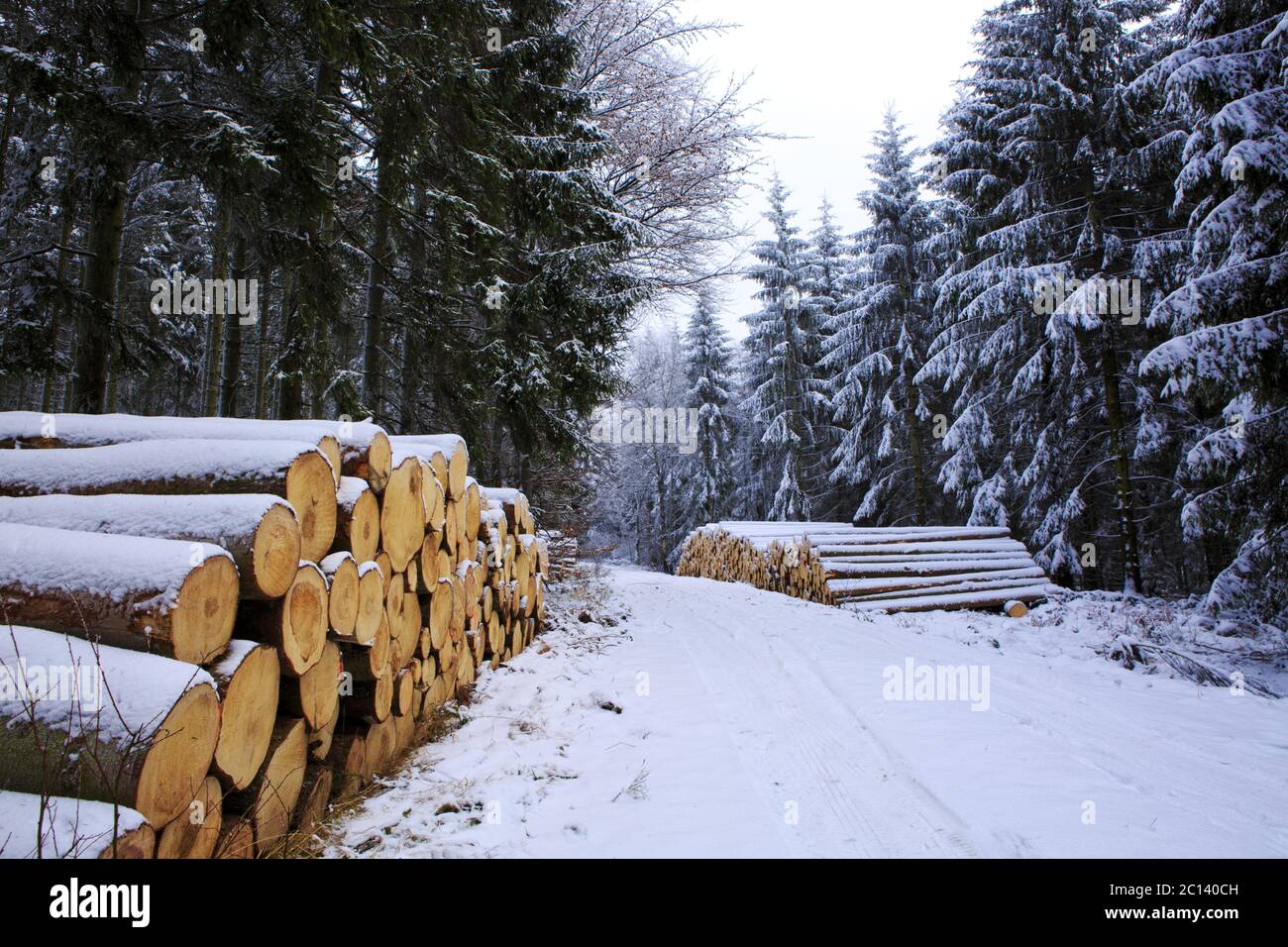 Firewood in the pine forest hi-res stock photography and images - Alamy