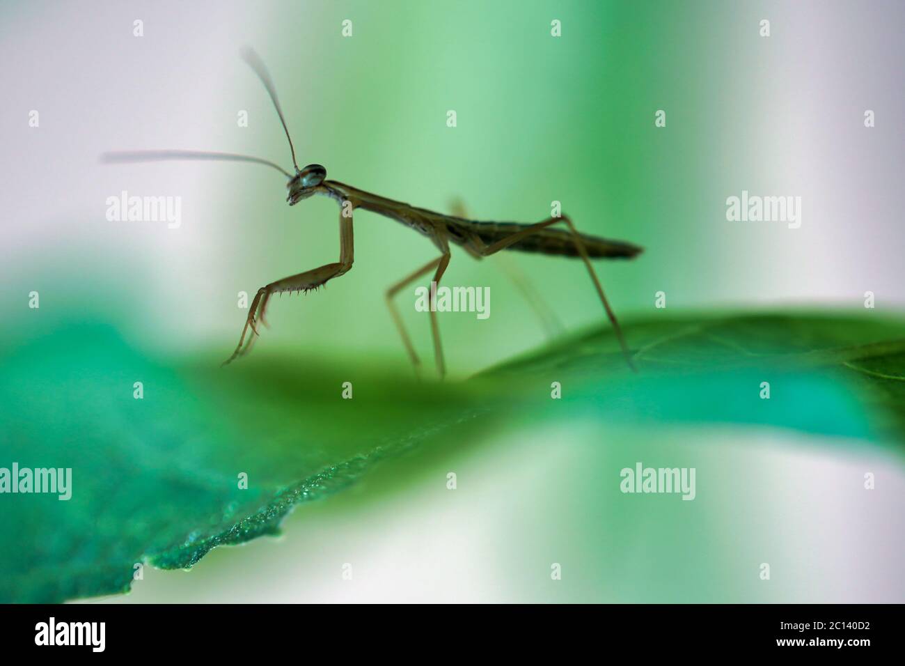 baby praying mantis exploring Stock Photo - Alamy