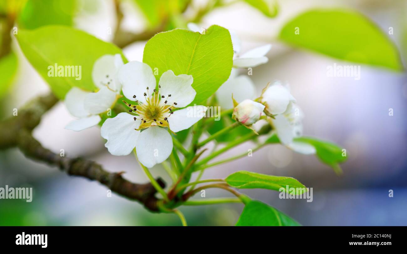 Pear tree blossom close up hi-res stock photography and images - Alamy