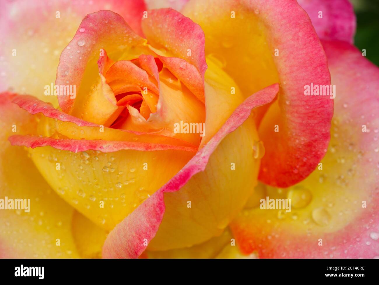 Macro rose shot hi-res stock photography and images - Alamy