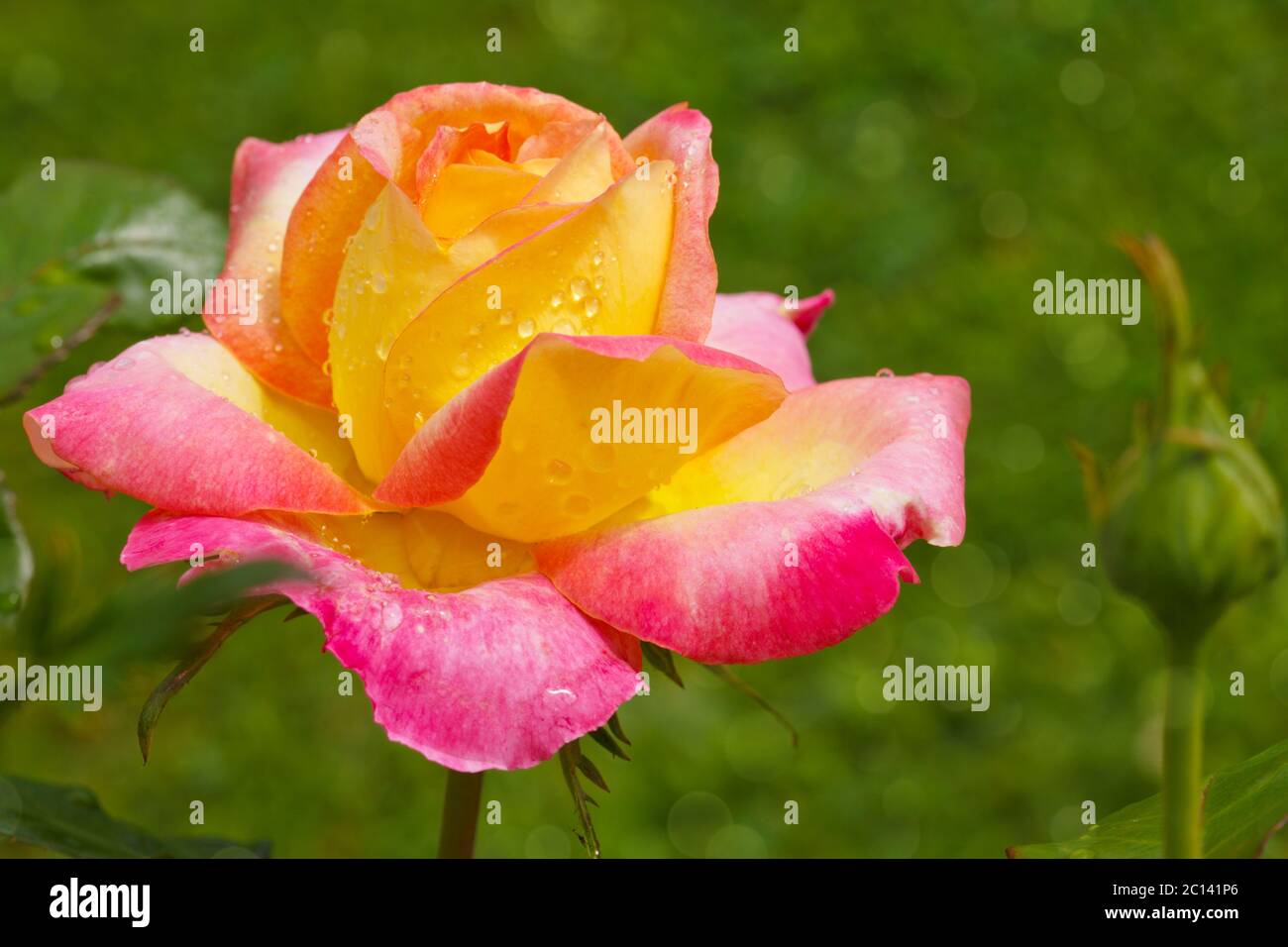 Rose edge hi-res stock photography and images - Alamy