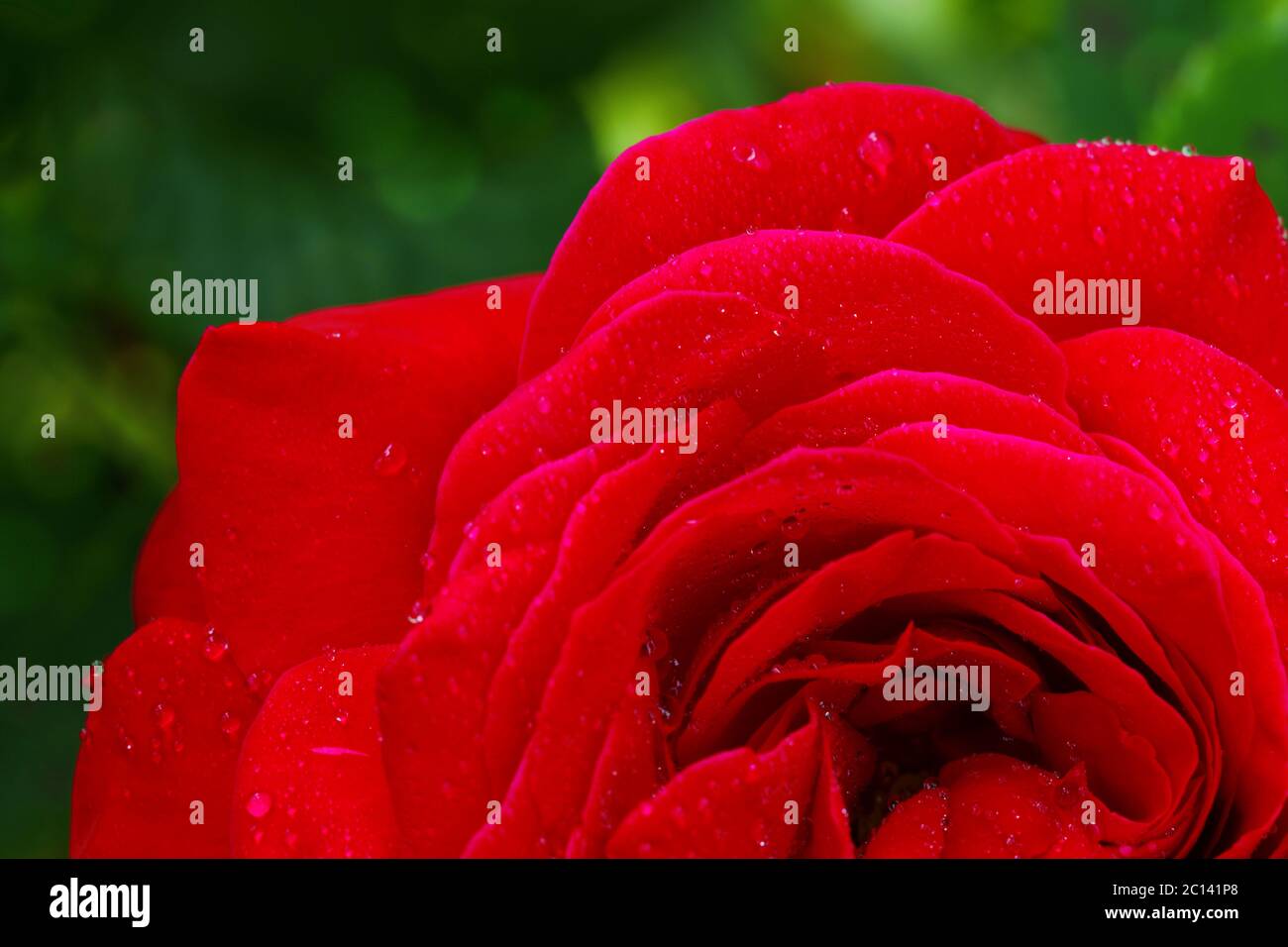 Beautiful shot single red hi-res stock photography and images - Alamy