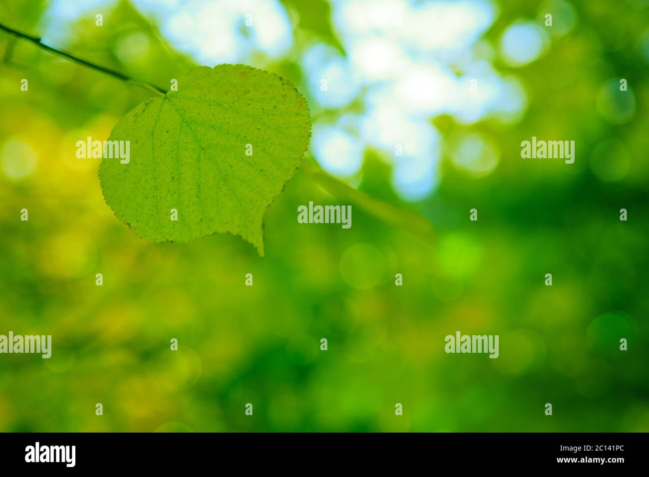Spring background with green leaf Stock Photo - Alamy