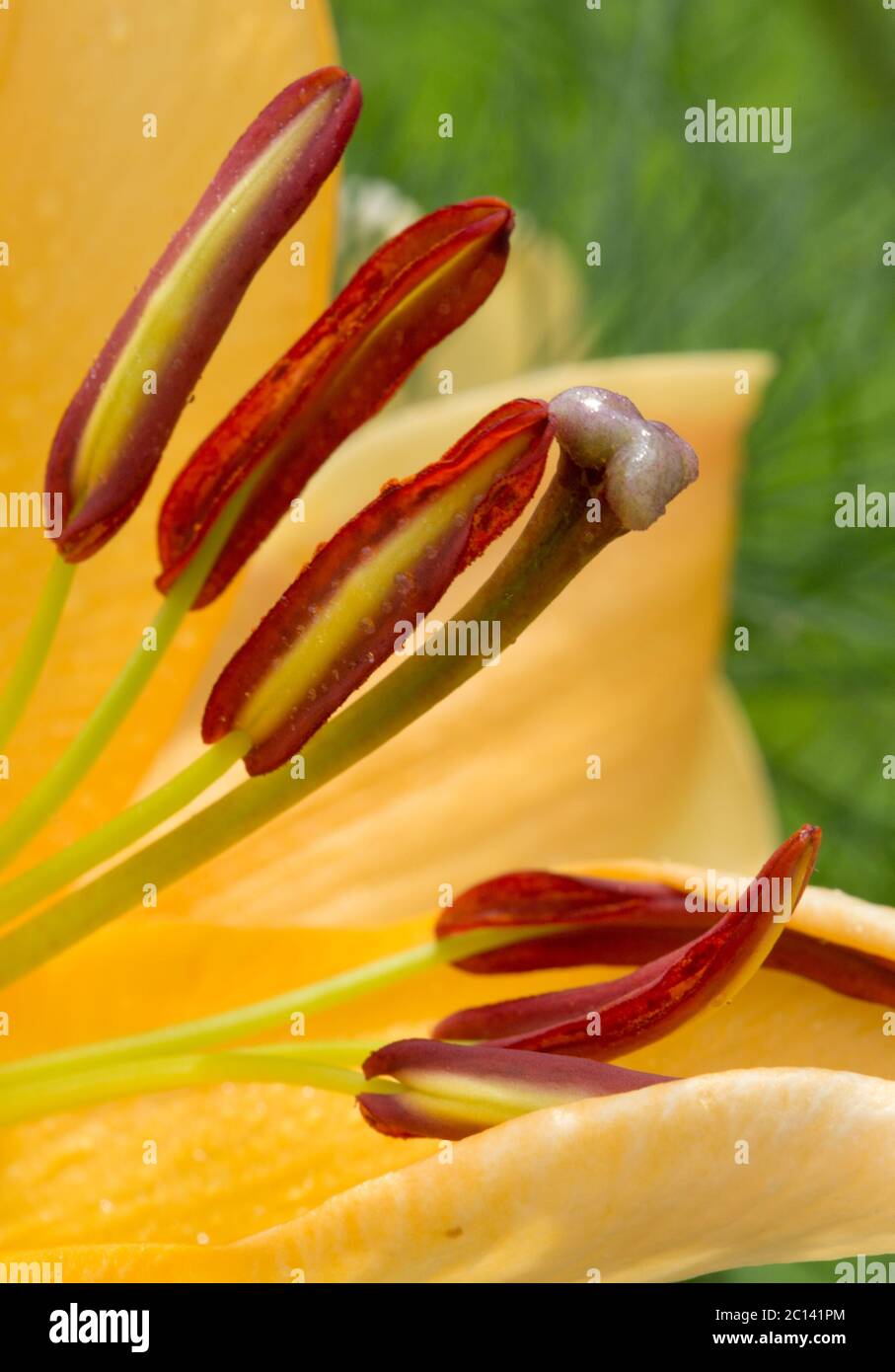 Lilly flower hi-res stock photography and images - Alamy