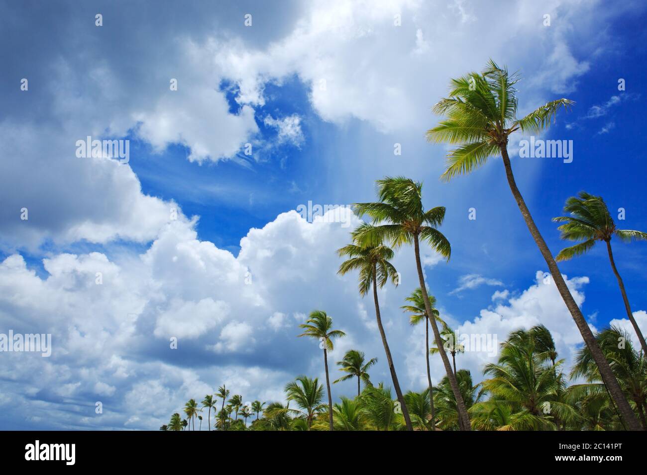 Beautiful tropical sunshine with palm trees and sun Stock Photo - Alamy