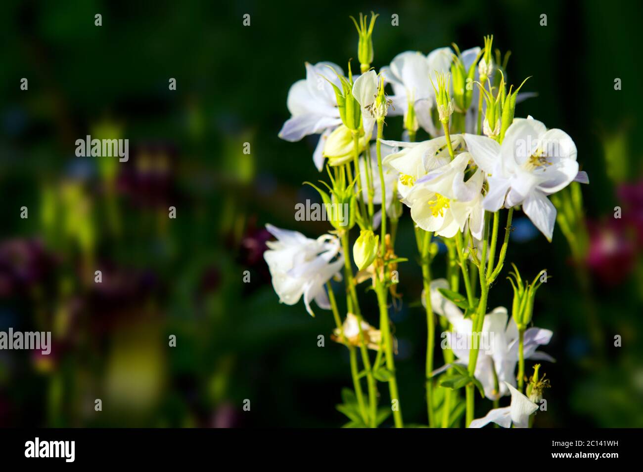 White columbines hi-res stock photography and images - Alamy