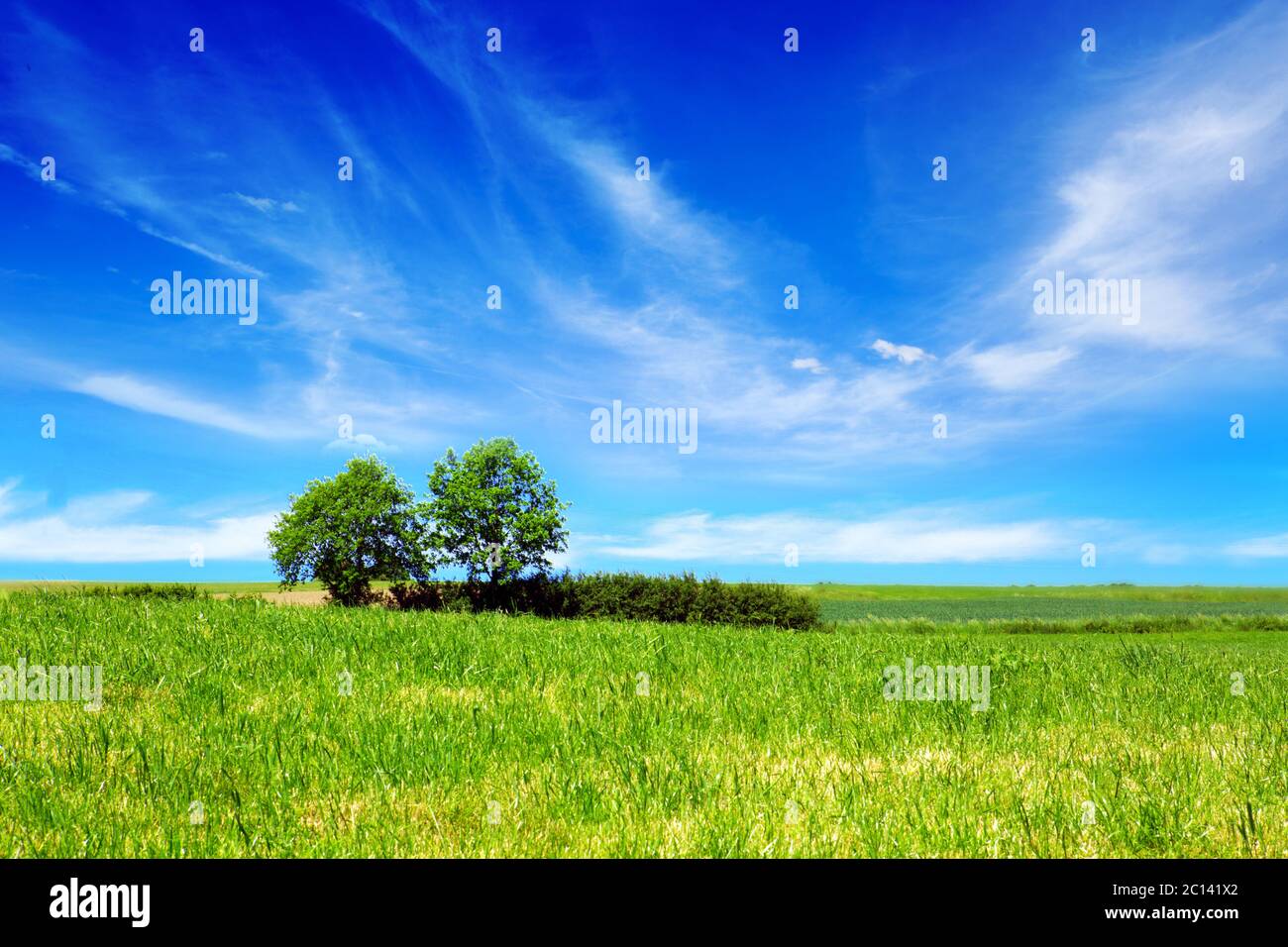 Summer landscape with field and trees Stock Photo - Alamy