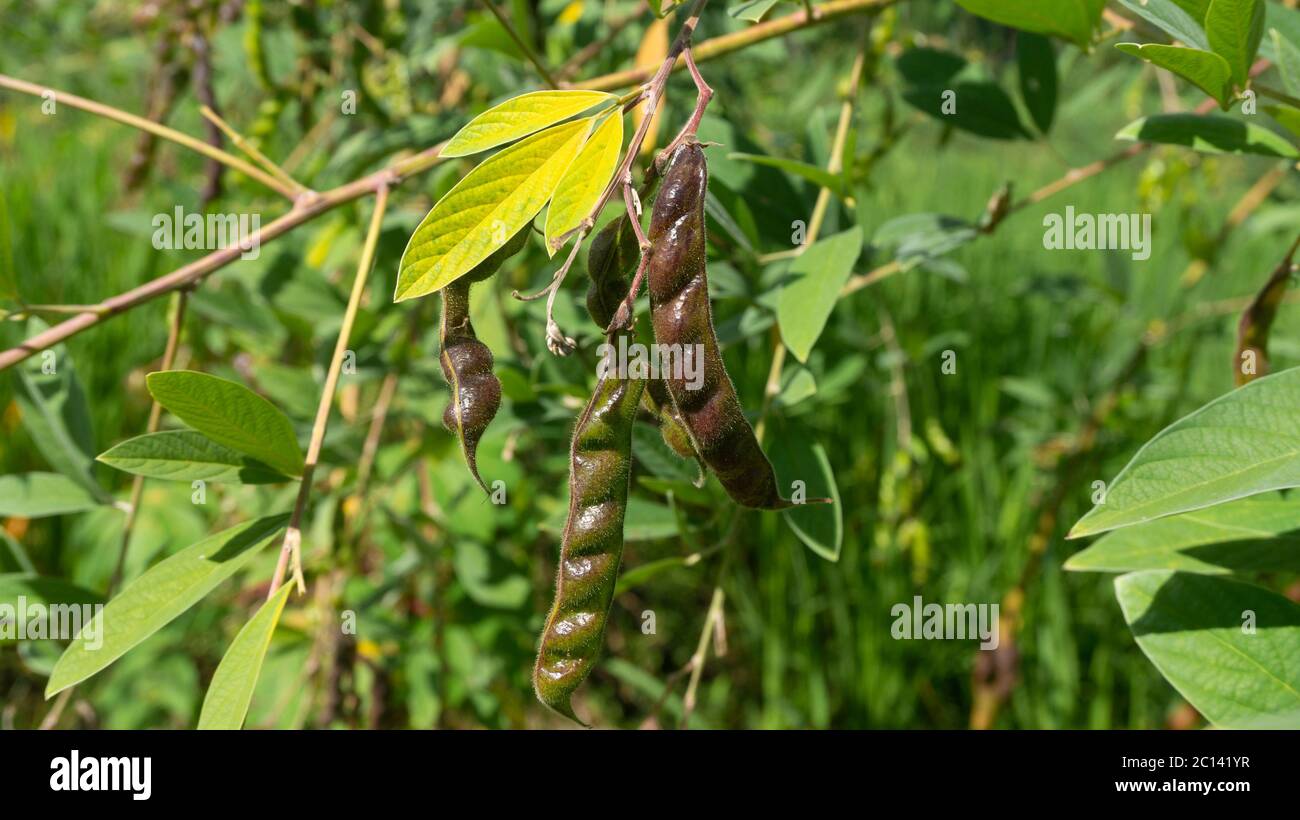 Cajanus cajan, is an annual (perennial) bean plant Stock Photo - Alamy