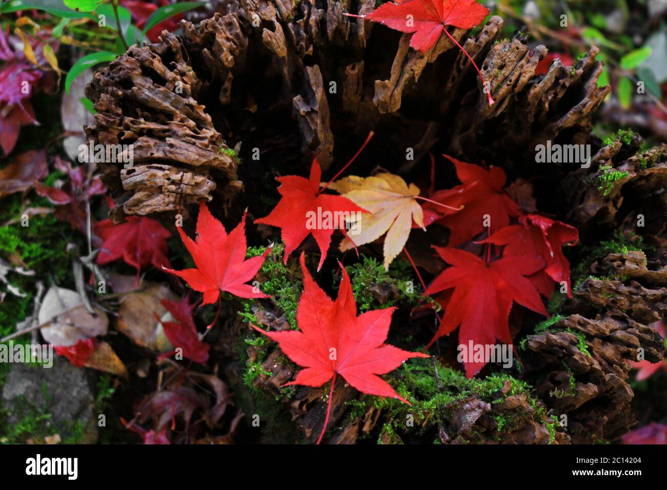 Vivid red maple leaves hi-res stock photography and images - Alamy