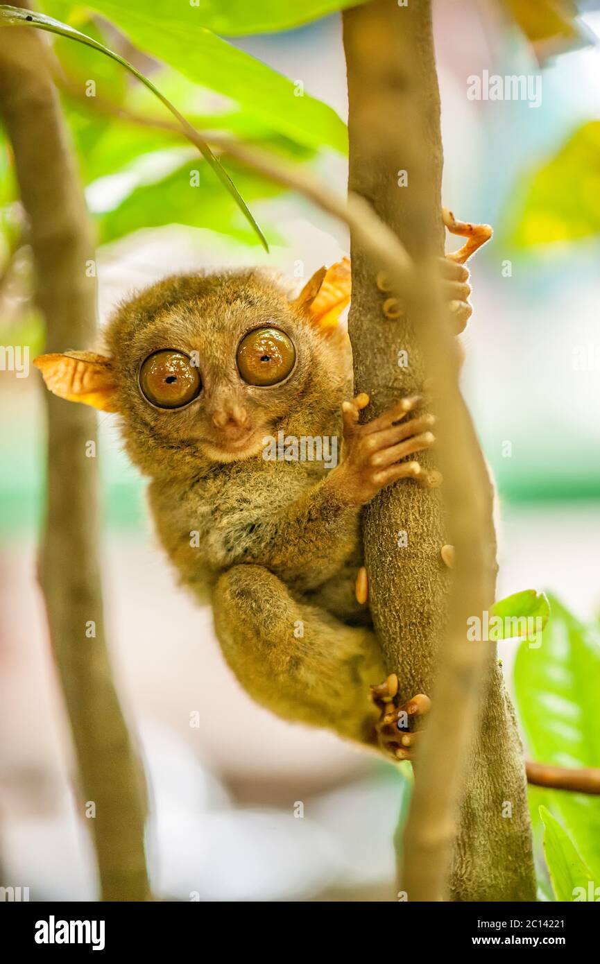 Tarsier monkey in natural environment Stock Photo - Alamy