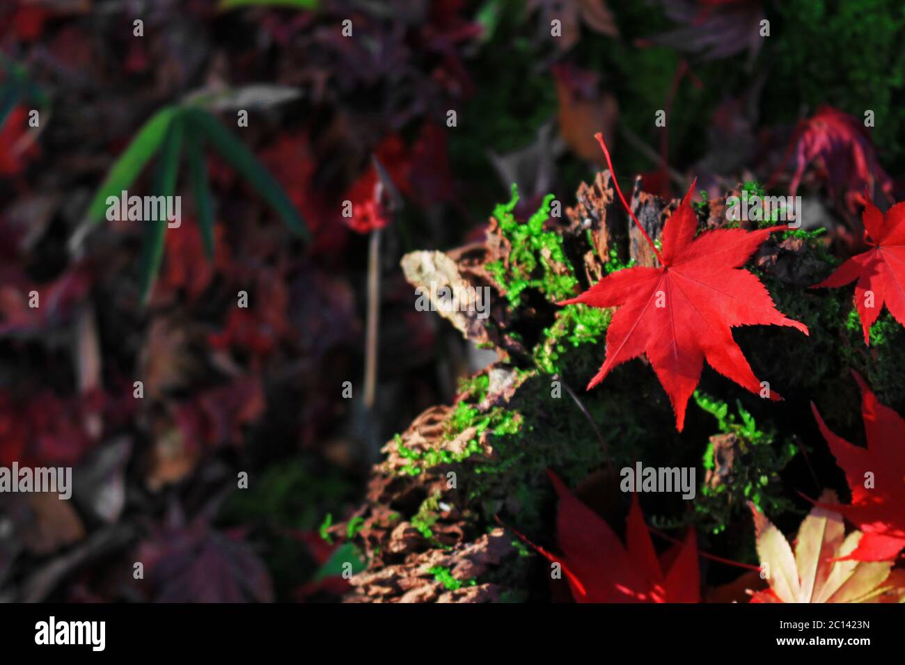 Red maple leaves that have fallen on a stump in the forest Stock Photo ...