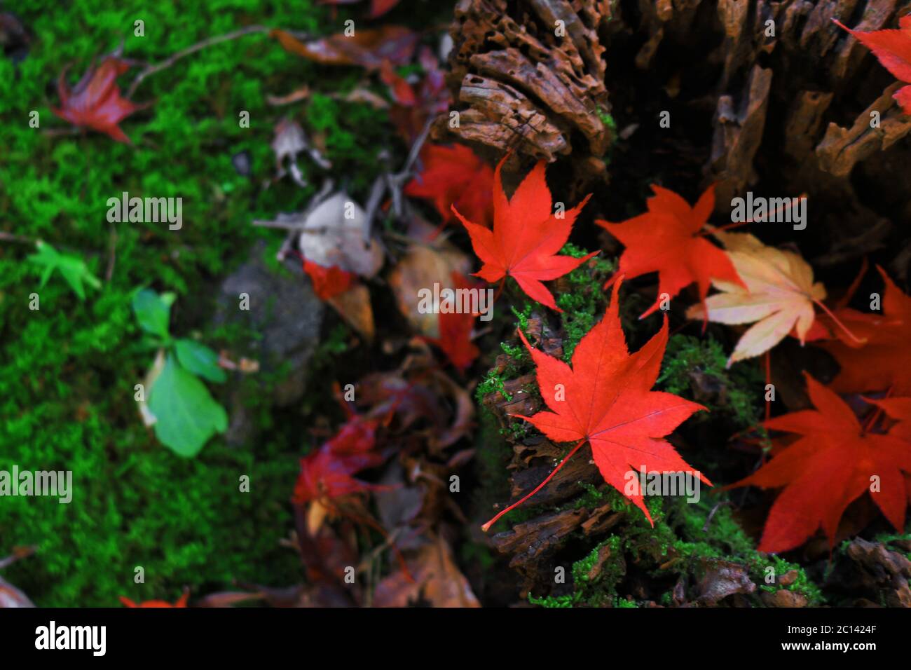 Red maple leaves that have fallen on a stump in the forest Stock Photo ...