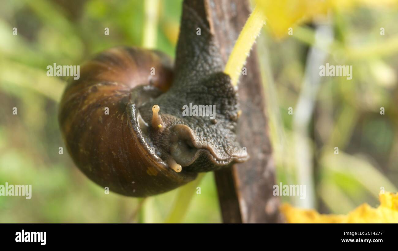 Invasive species giant african snail hi-res stock photography and ...