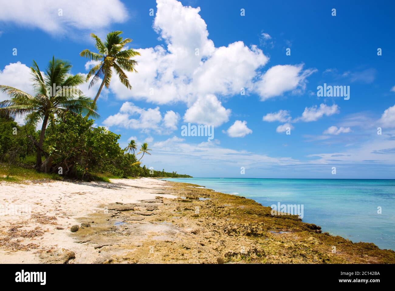 Caribbean sea and palms Stock Photo - Alamy