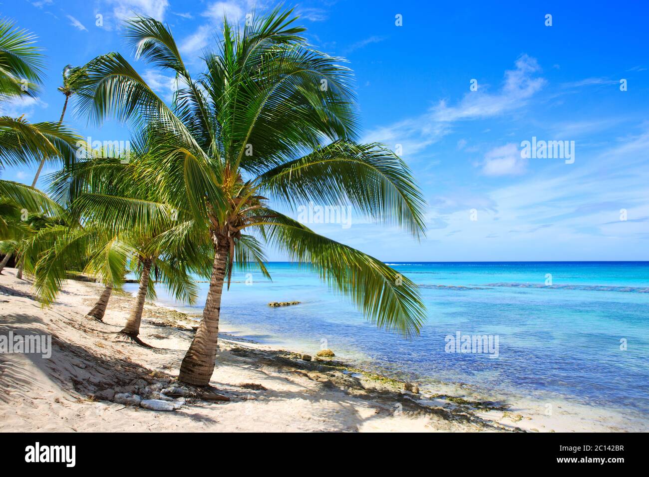 Caribbean sea and palms Stock Photo - Alamy