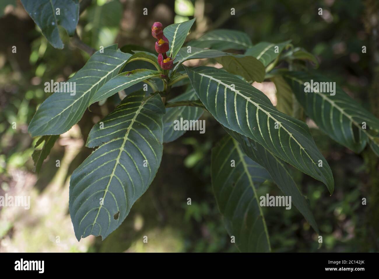 Shrubby Whitevein, Sanchezia speciosa, Acanthaceae, Monteverde Cloud ...