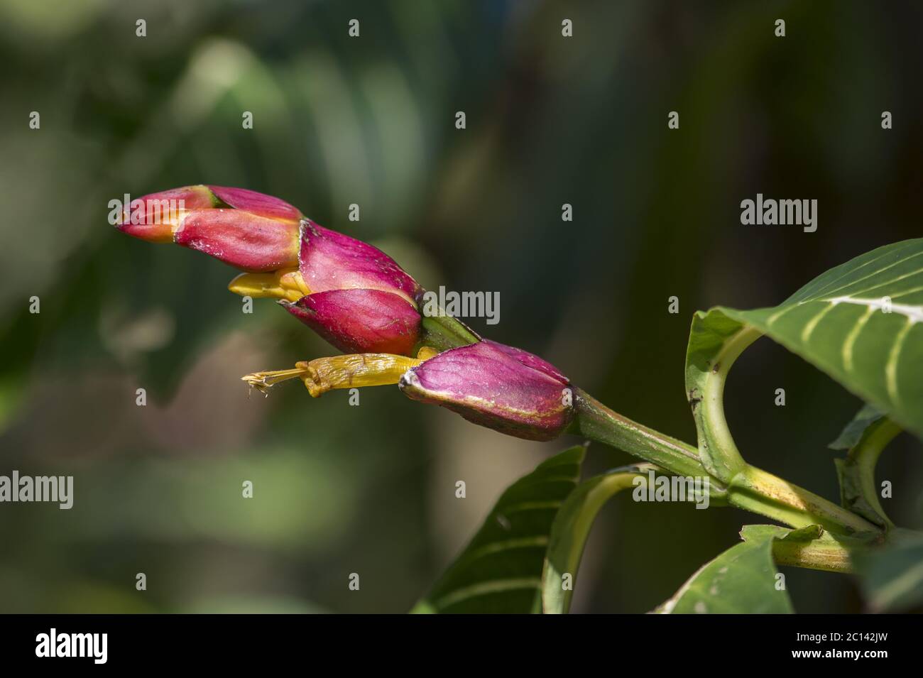 Flower of Shrubby Whitevein, Sanchezia speciosa, Acanthaceae ...