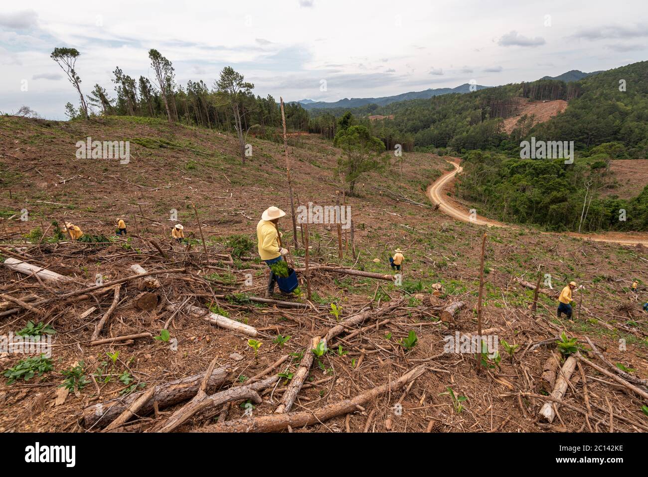 Reforesting hi-res stock photography and images - Alamy