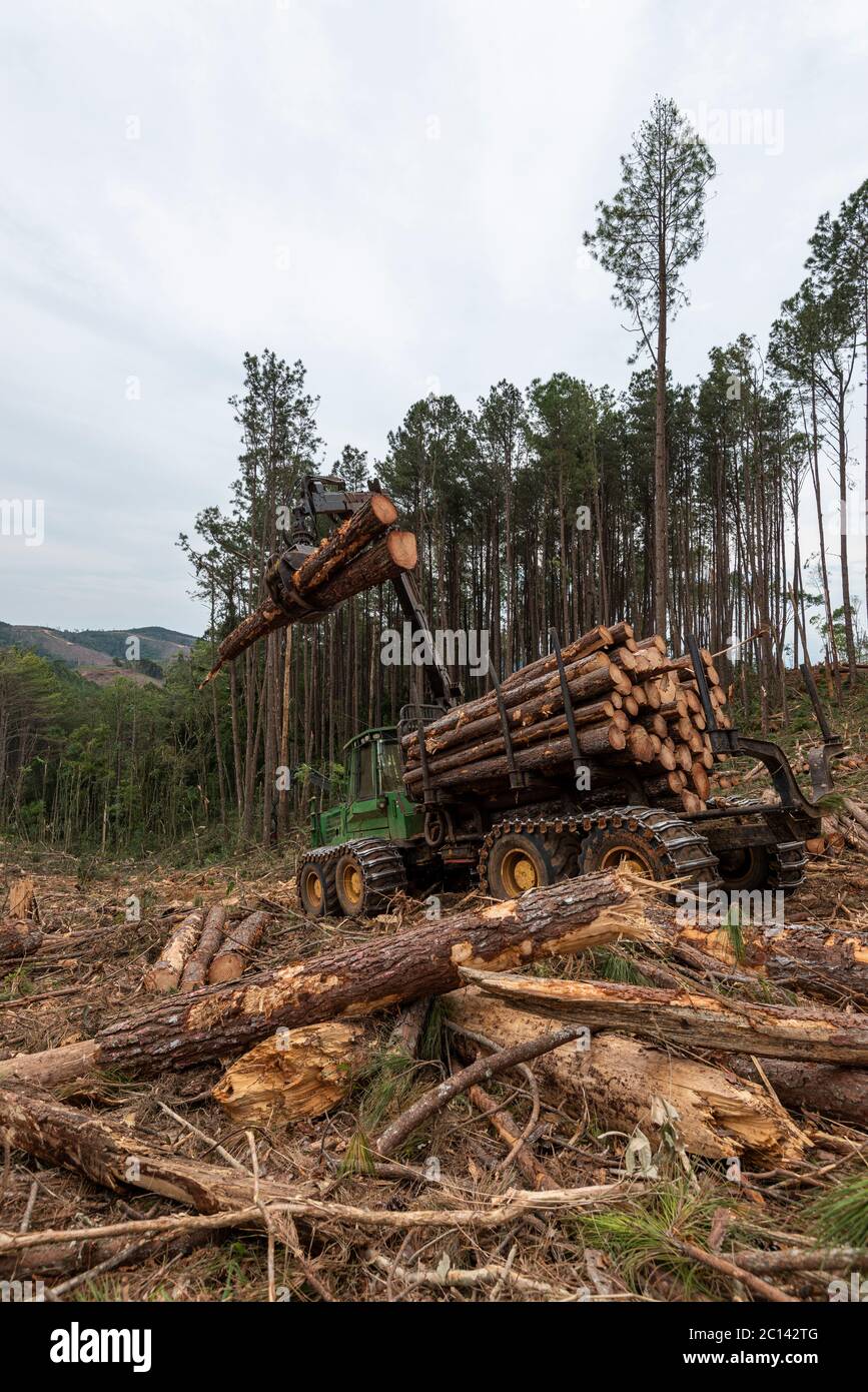 swing arm log loader truck on woods pine forest at work Stock Photo - Alamy