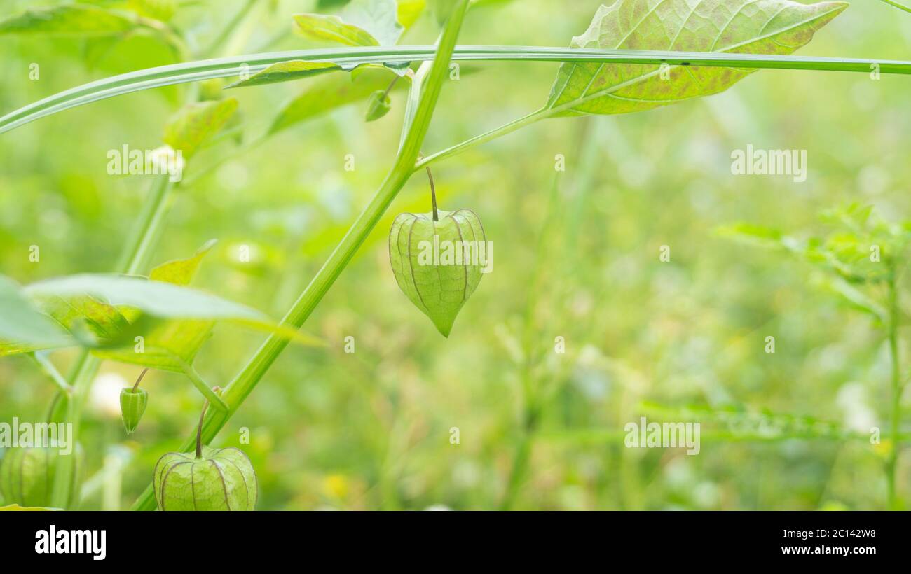 Physalis angulata hi-res stock photography and images - Alamy