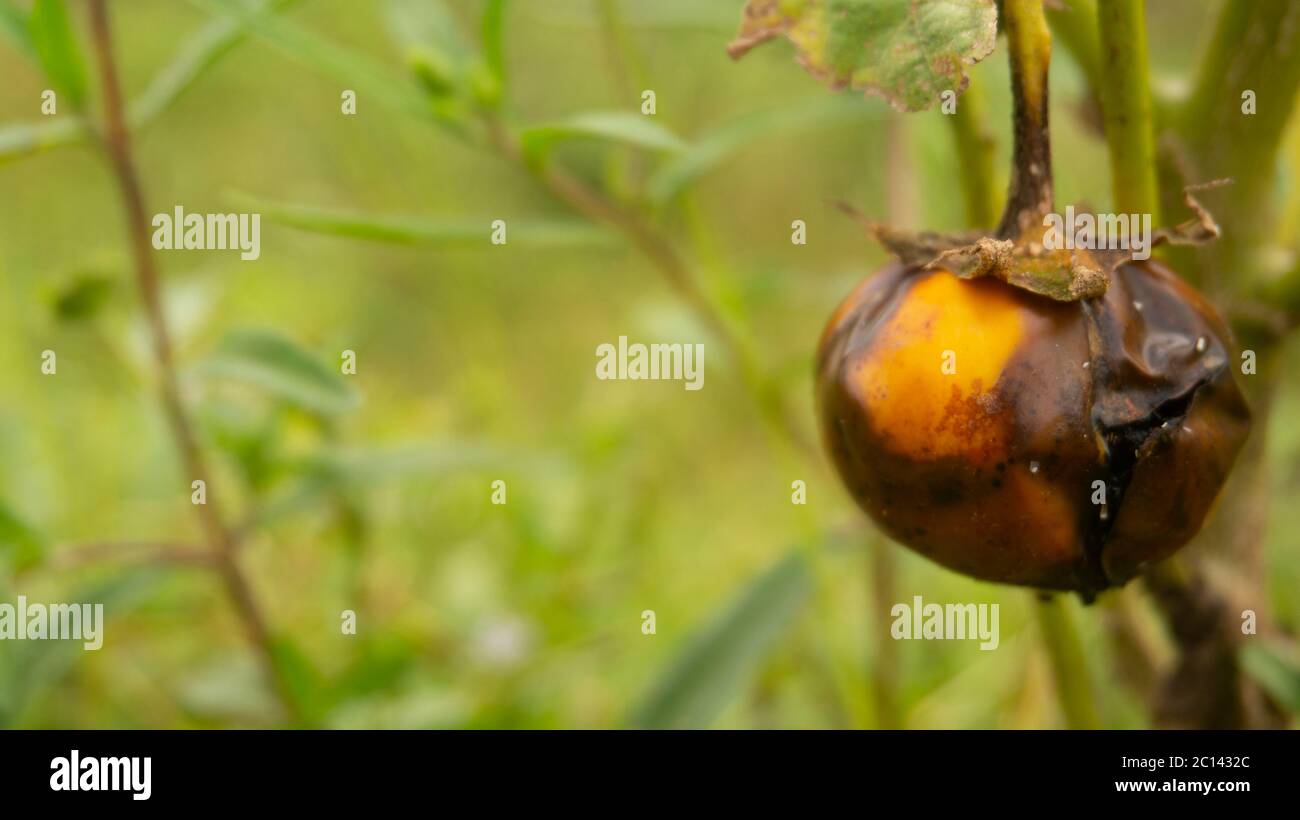 Solanum melongena other variants that experience crop failure, with a ...
