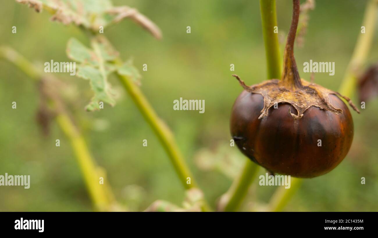 Solanum melongena other variants that experience crop failure, with a ...