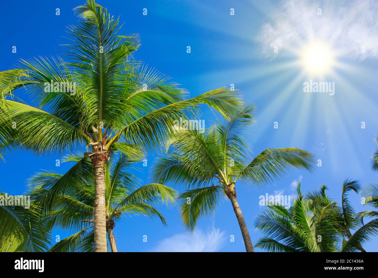 Beautiful tropical sunshine with palm trees and sun Stock Photo - Alamy