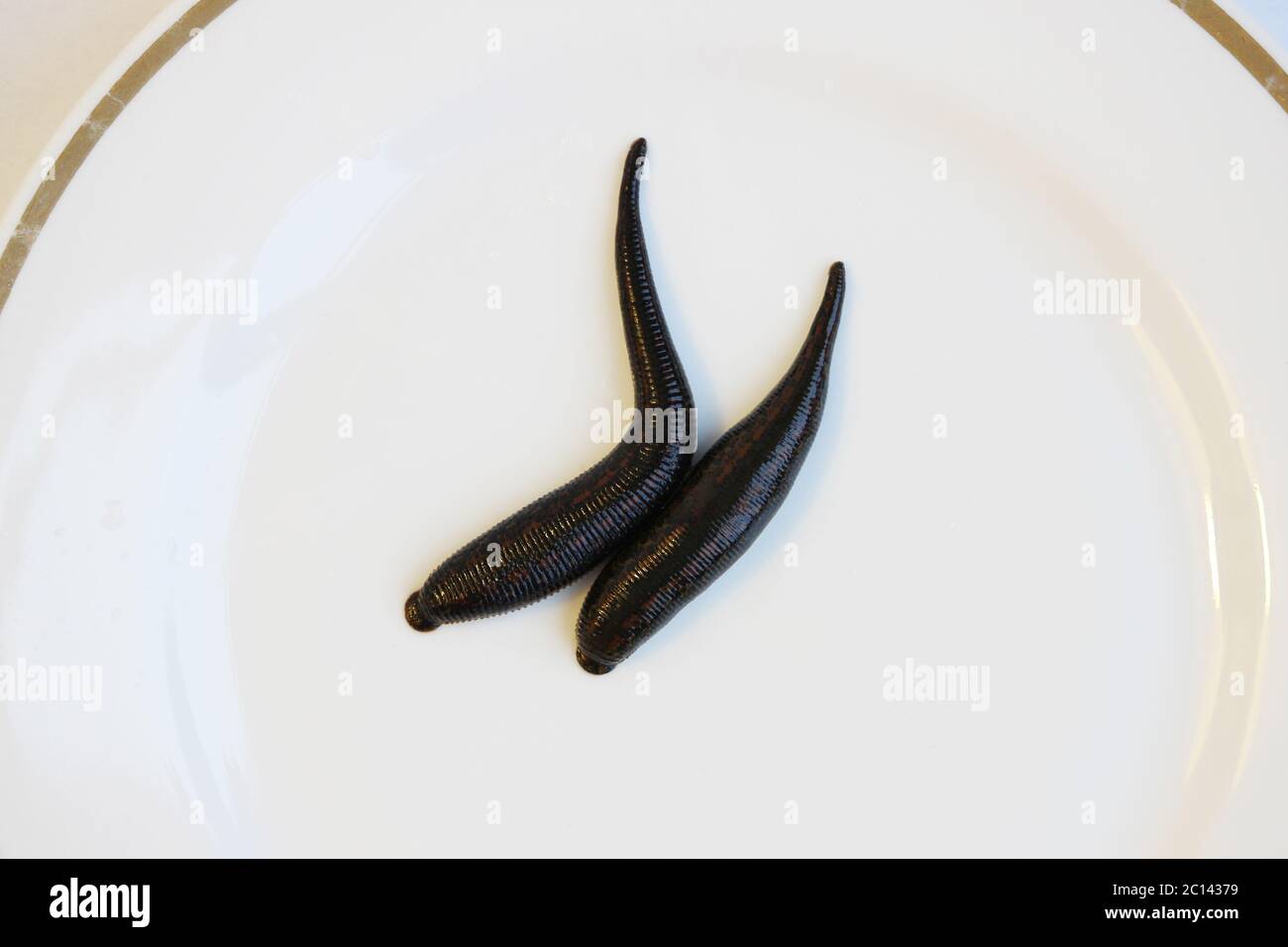 Leech worm hi-res stock photography and images - Alamy