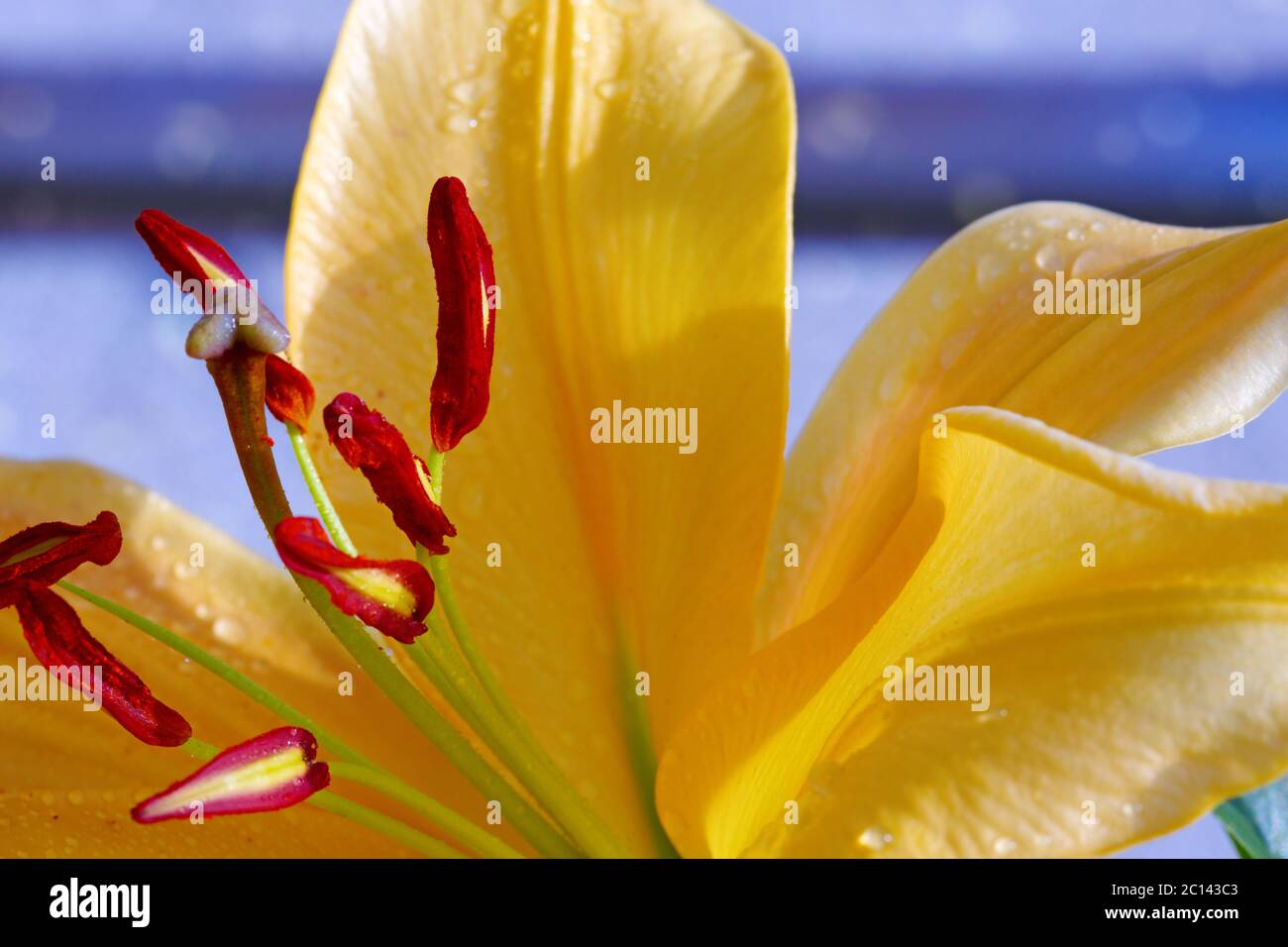 Flower closeup hi-res stock photography and images - Alamy