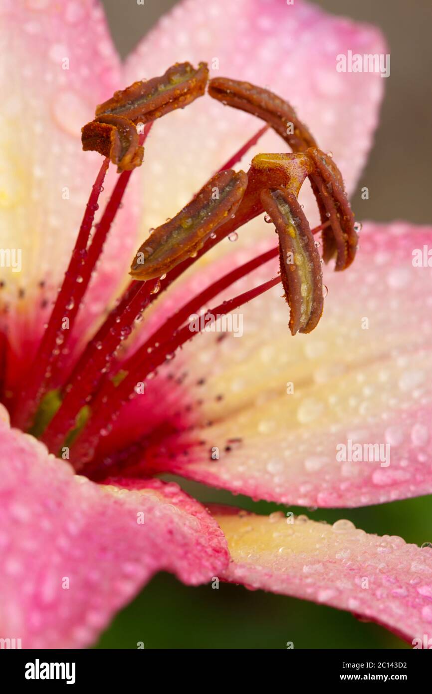 Pink lily flower closeup view Stock Photo - Alamy