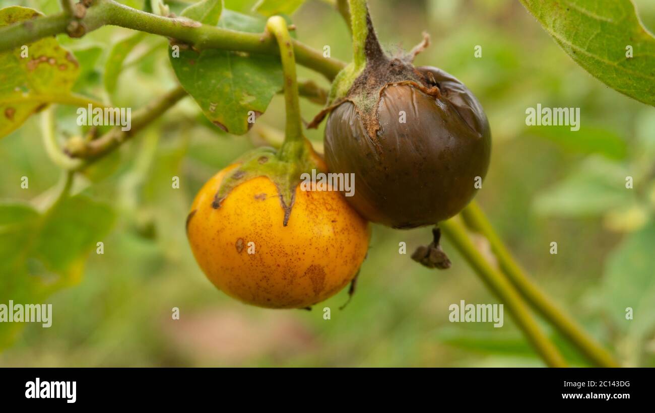 Solanum melongena other variants that experience crop failure, with a ...