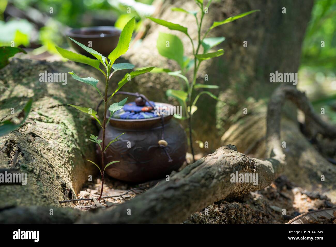 Tea culture, blurred outdoor tea pot Stock Photo - Alamy