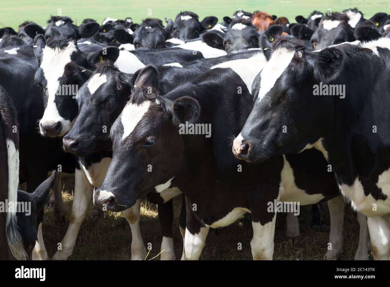 The crowded sky hi-res stock photography and images - Alamy