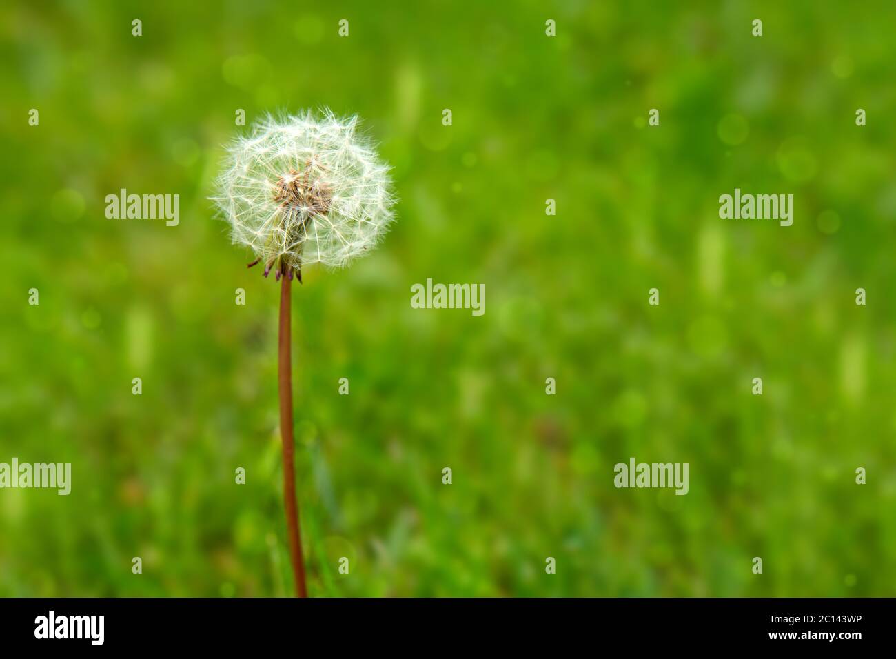 One dandelion on green background Stock Photo - Alamy