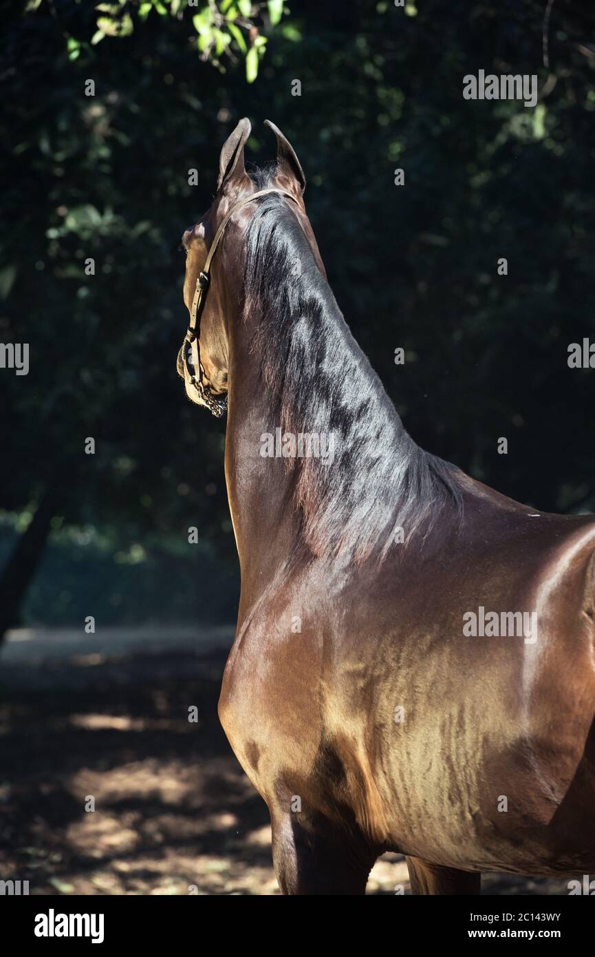 Back of mare hi-res stock photography and images - Alamy