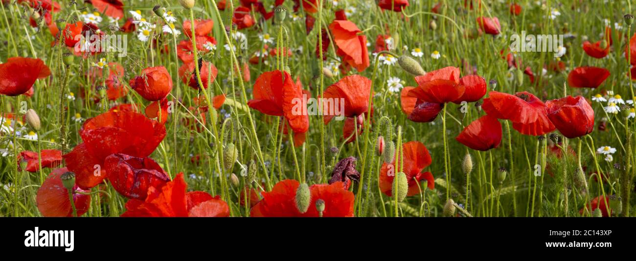 Beautiful poppy field Stock Photo - Alamy