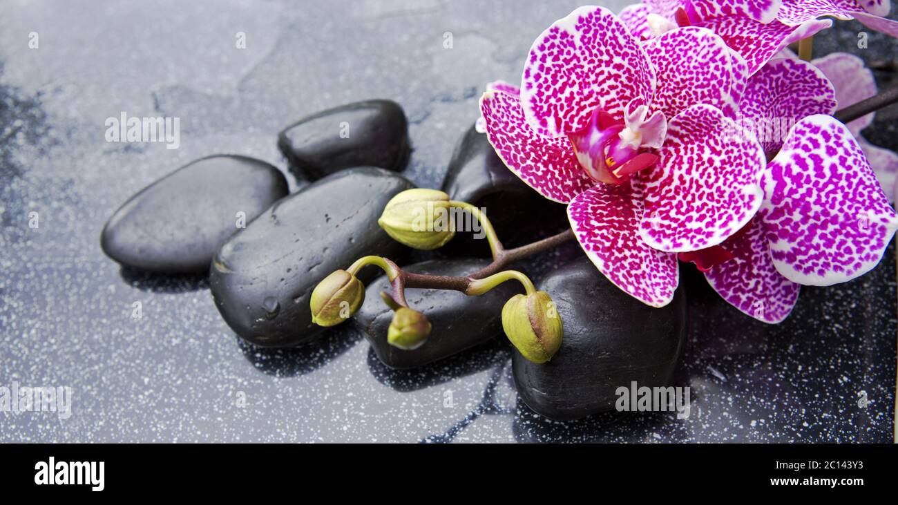 Orchid wallpapers hi-res stock photography and images - Alamy