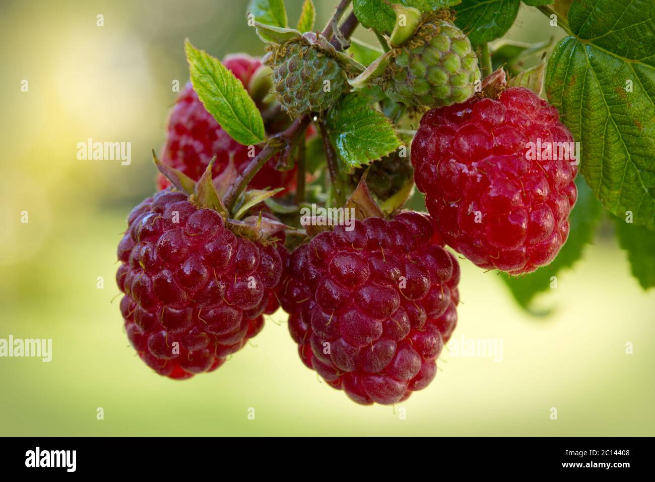 Ripe raspberry hi-res stock photography and images - Alamy